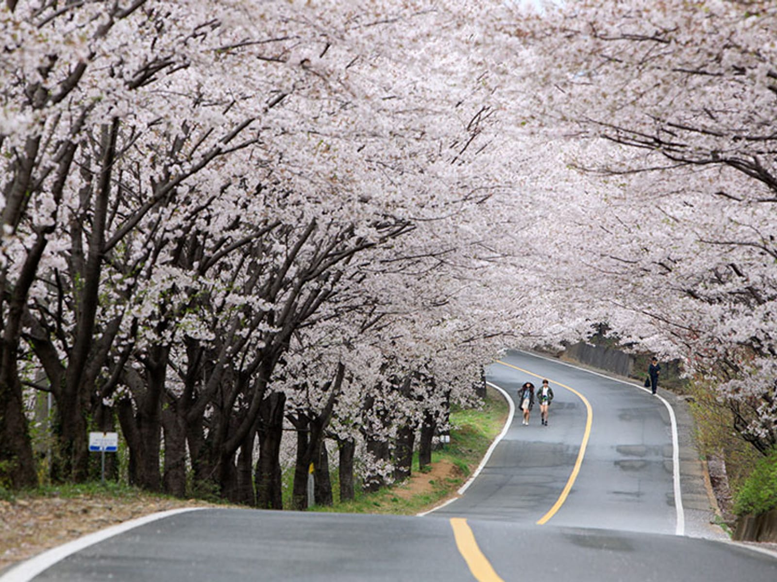 ¡Viaje con la brisa de primavera! Lugares recomendados de flores de ...